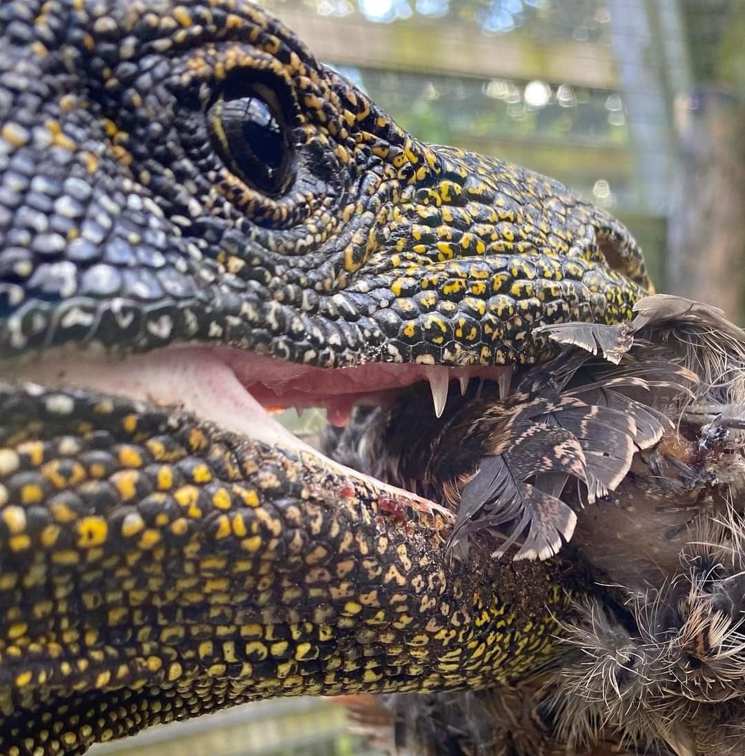 Crocodile Monitor Teeth