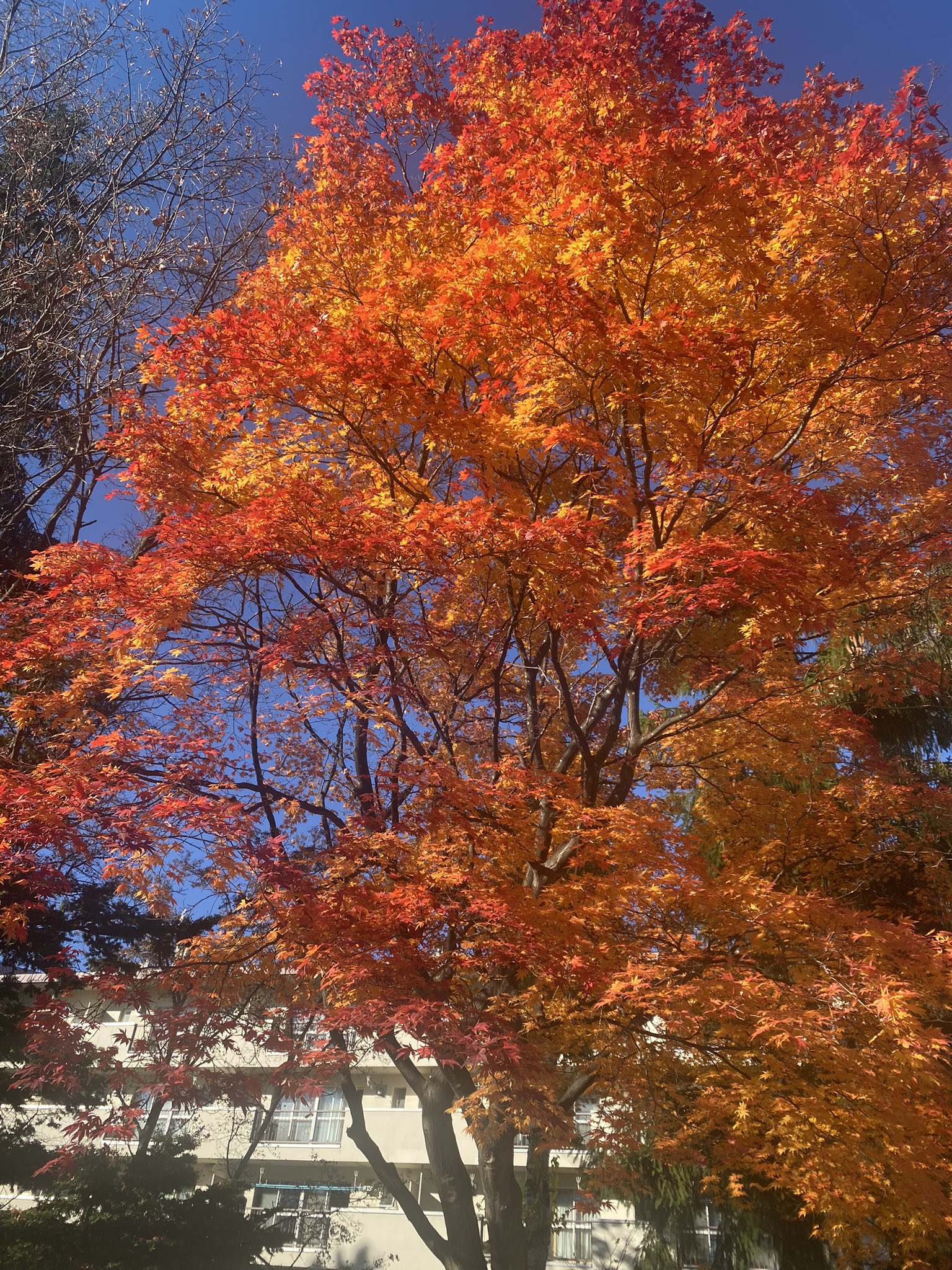 STRO- on Twitter: "美しい https://t.co/47v29oJRbr" / Twitter