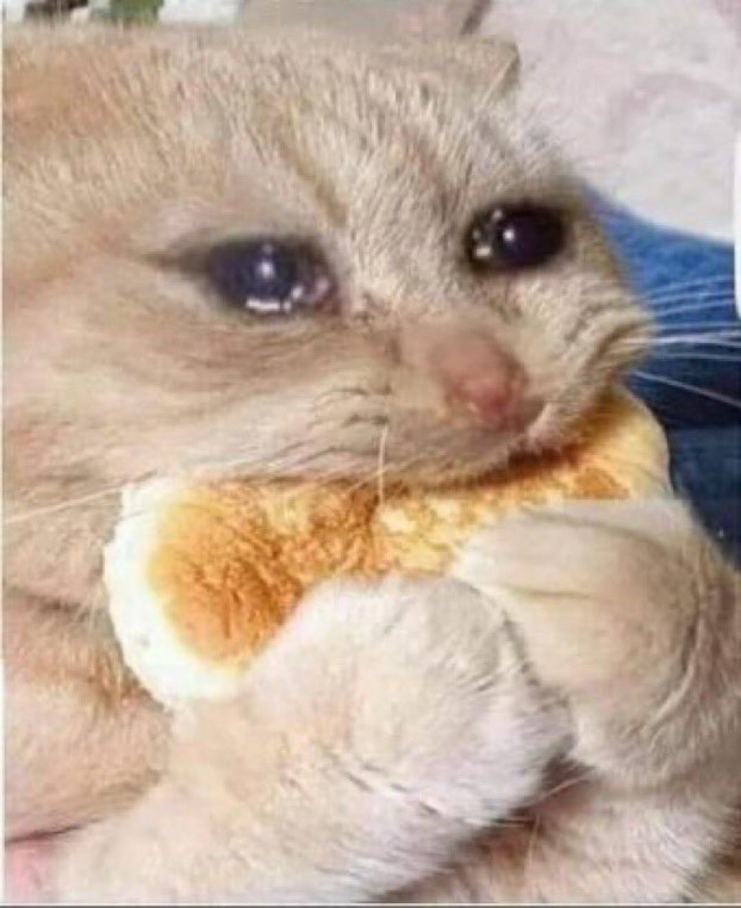 Funny Pouting Animal