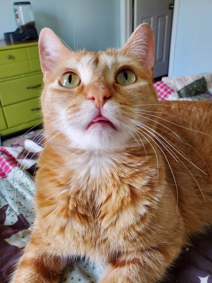 cats being weird little guys on Twitter: "its...... M L E M S D A Y 👅👅👅 quick post ur bleps ...