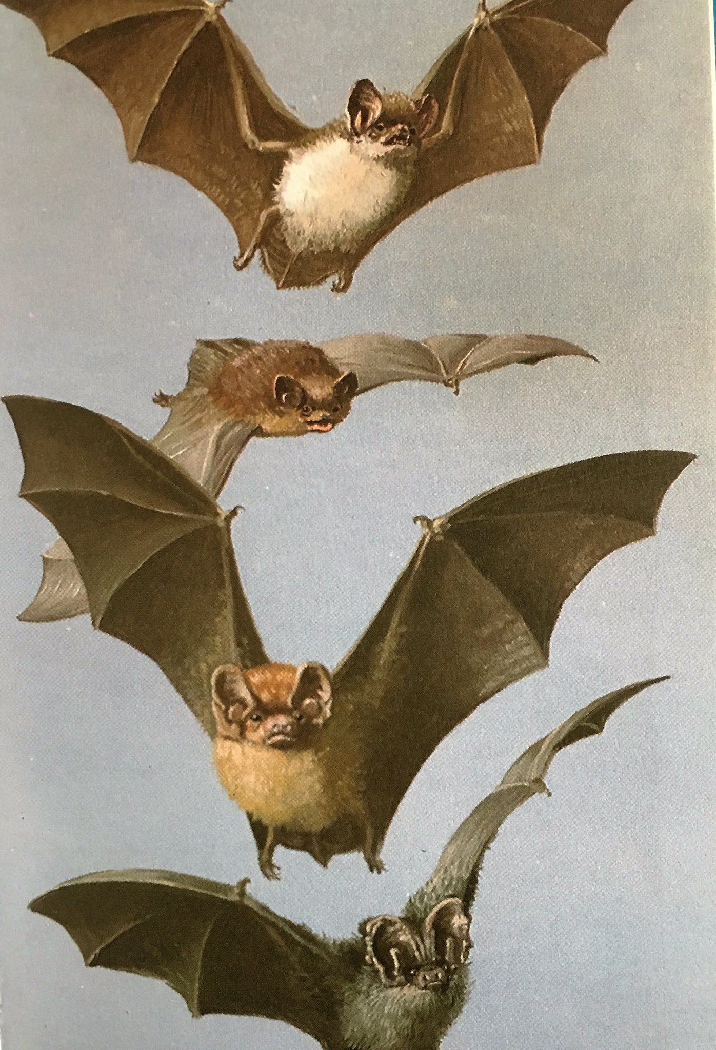 Scientific Bat Illustration