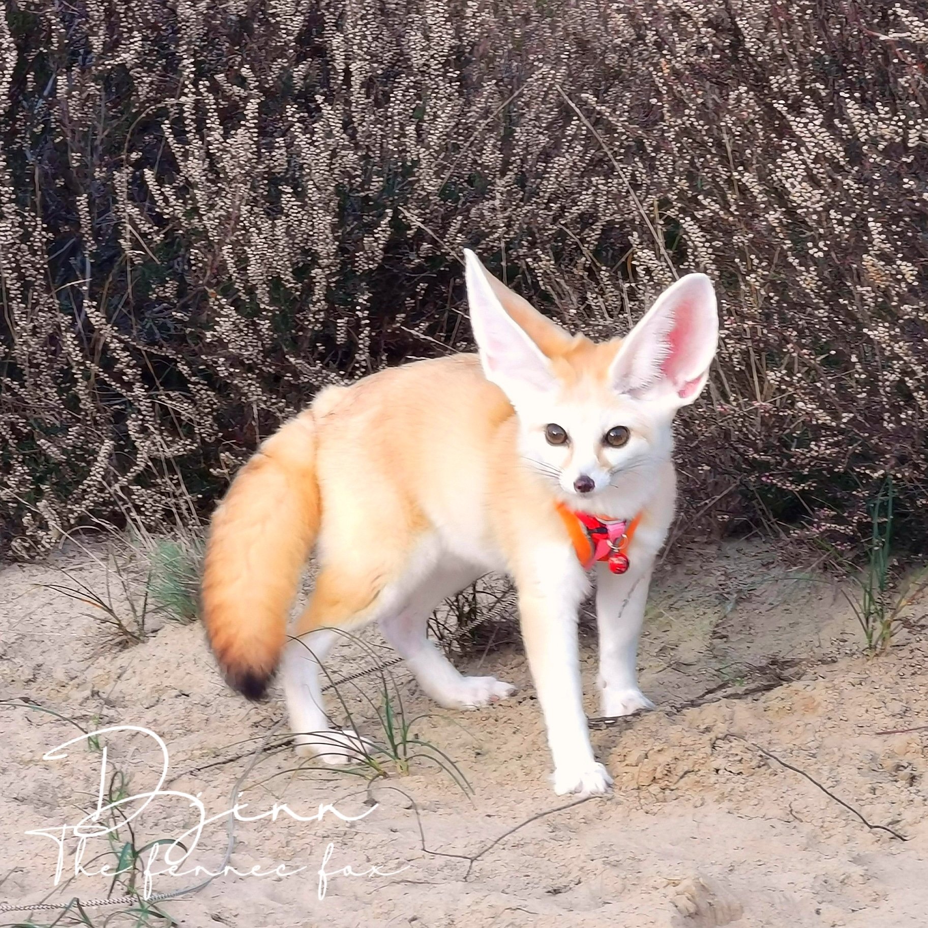Desert Fox Animal