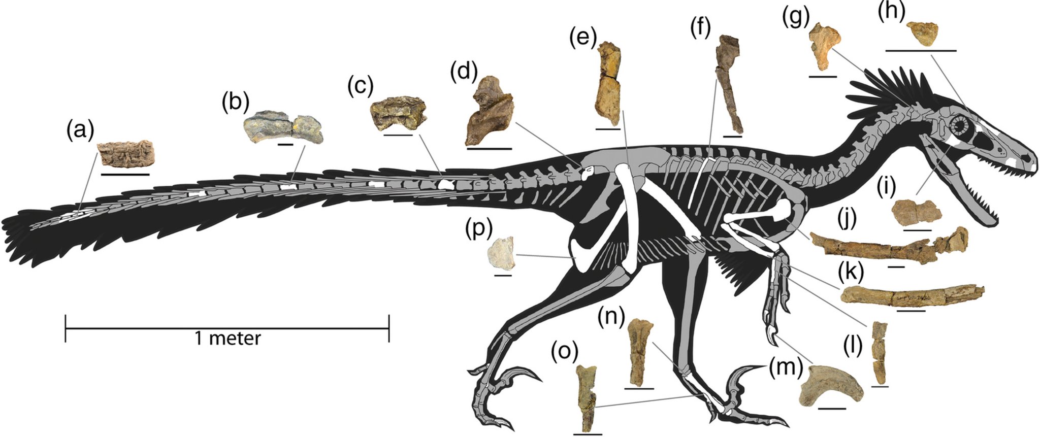 Alberta Claw on Twitter: "Osteology of Dineobellator: https://t.co/E7Y3YDrqnr #dinosaurs https ...