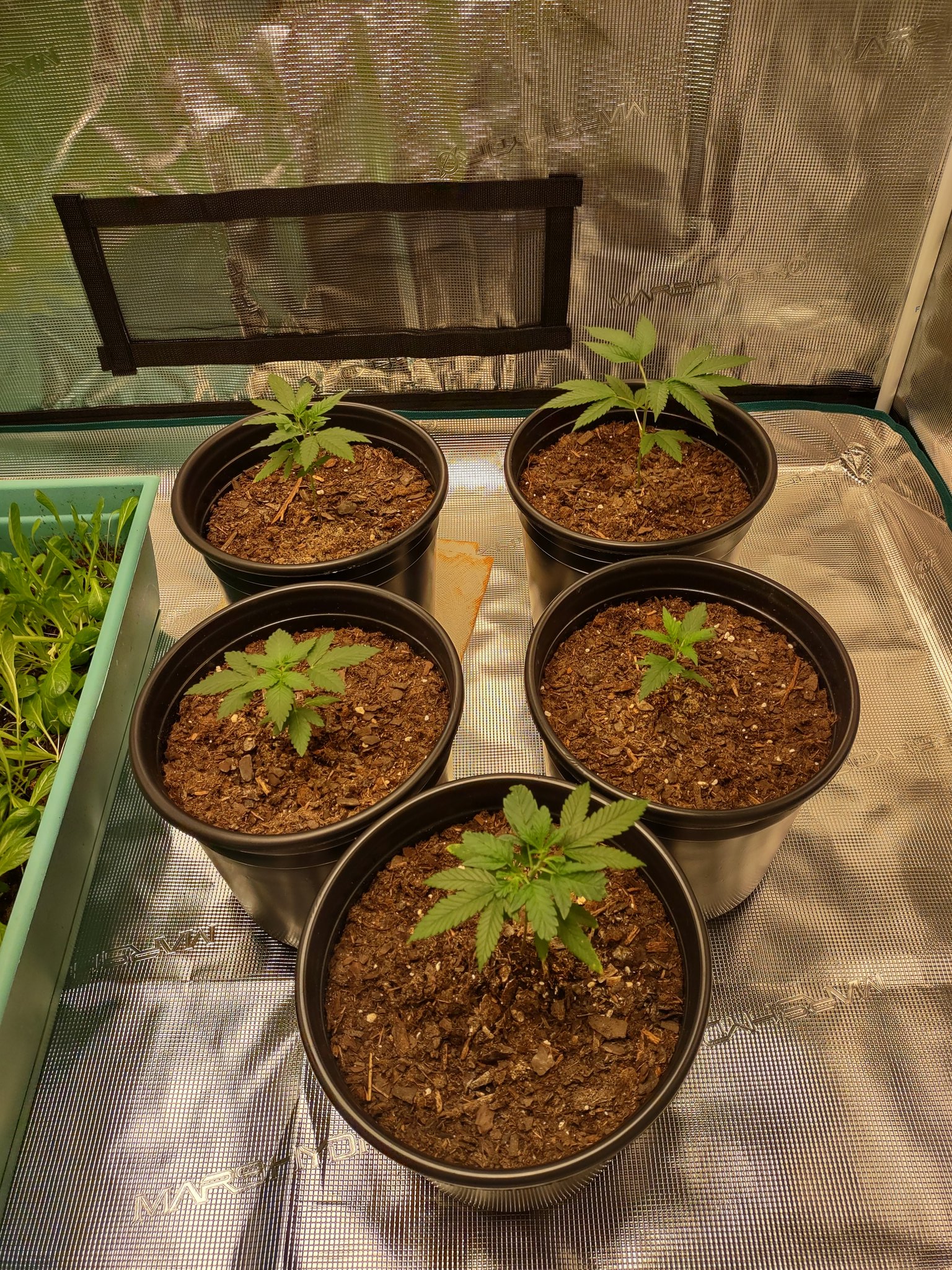 Mr. Giggle-Bush on Twitter: "What yall b doin? I b lookin at these ladies https://t.co ...