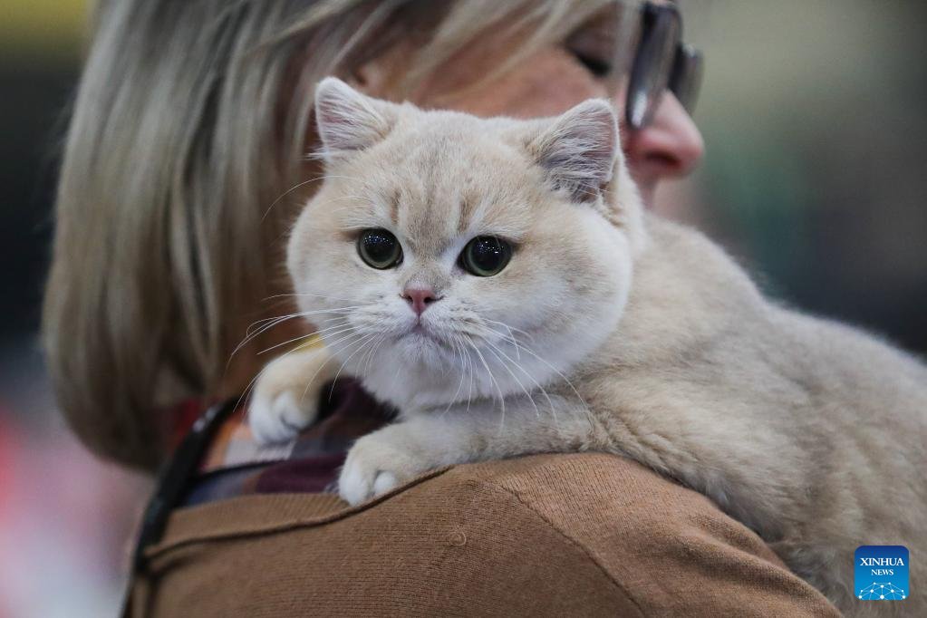 An international cat show is held in Mechelen, Belgium, with almost ...