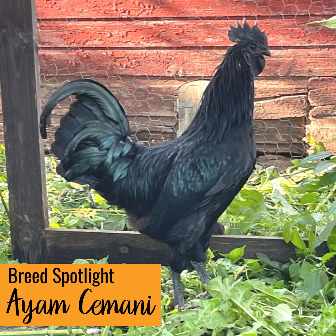 Ayam Cemani Blood