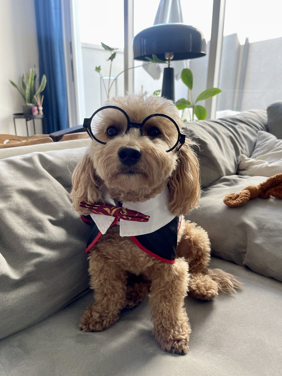 IGN on Twitter: "Meet Harry Pupper, the dog who lived! 🐶⚡️🧙 @MikCimarusti"