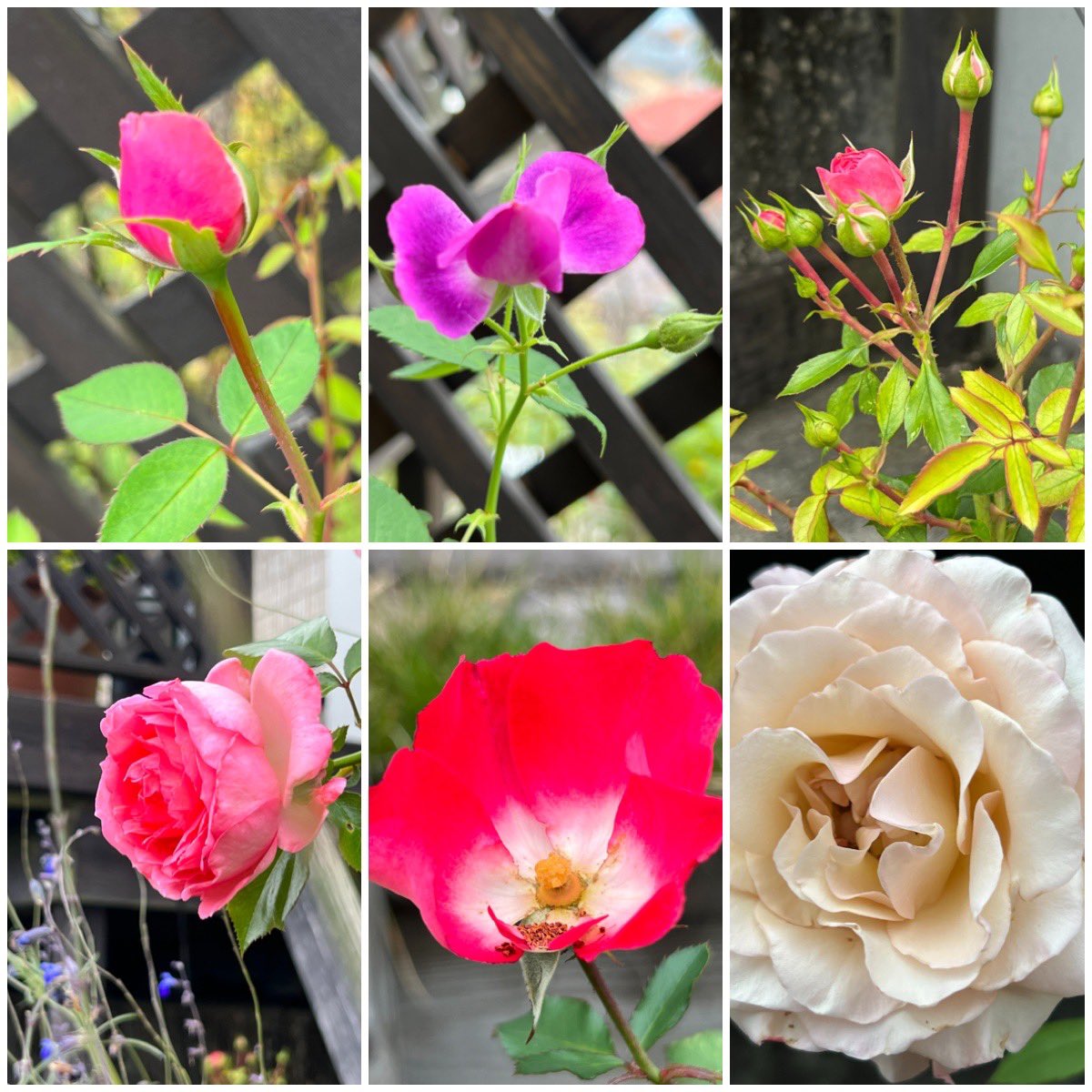 サフラン(@barba_mama) - Twilog