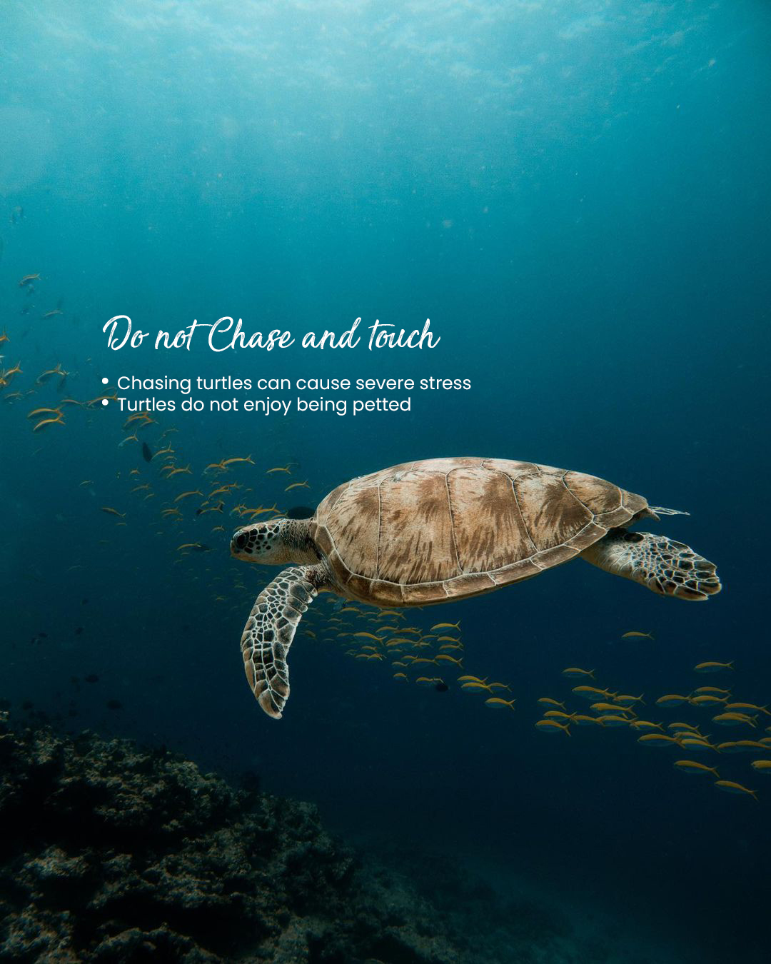 Hawksbill Turtle Quotes 170+ Inspirational Turtle Quotes For A Mindful