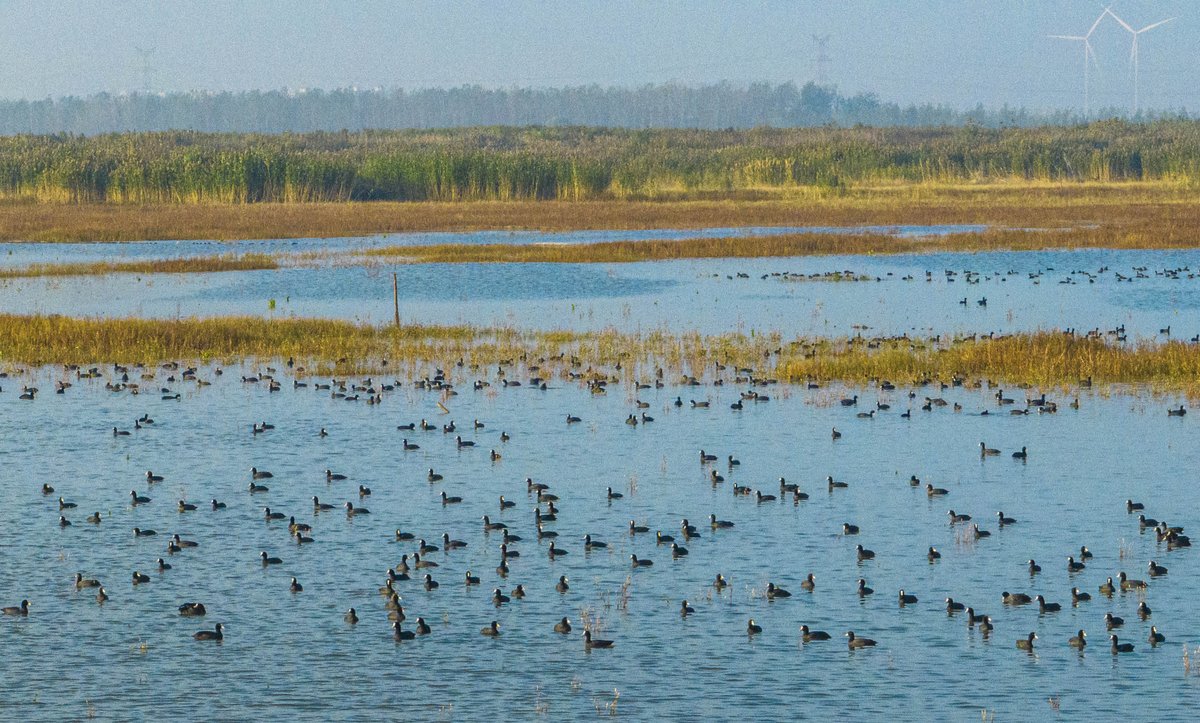 Hongze Lake Wetland in Sihong, #Jiangsu is bursting into a new life ...