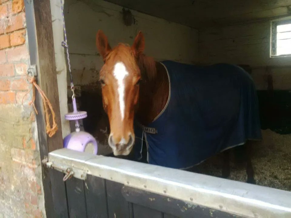 Scottie's Photo shoot! ~ EquiPepper