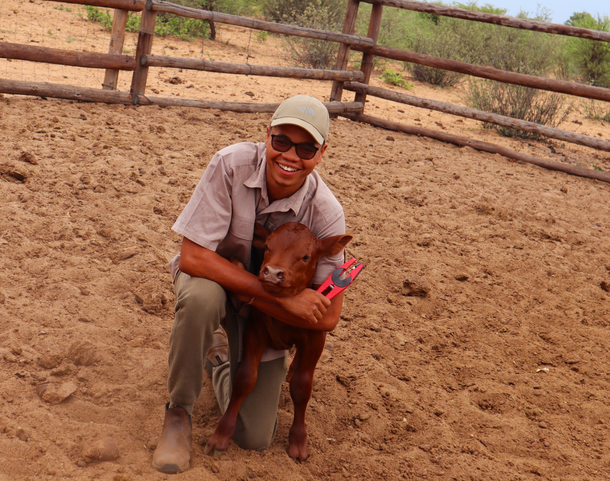 Thuso Letlhare on Twitter: "Calving season in full swing! New generation on its way. #Bonsmara # ...