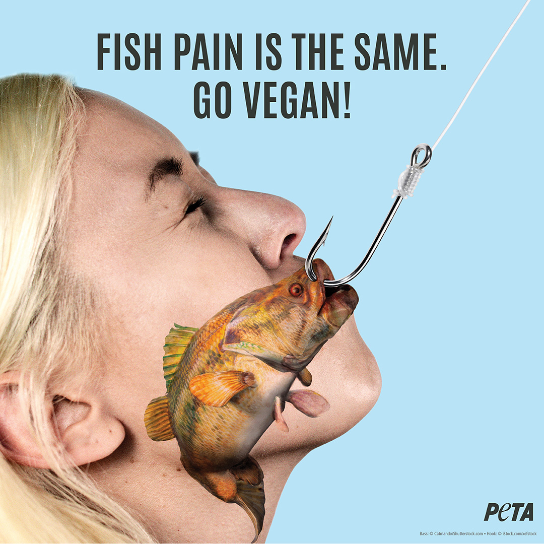 PETA on Twitter: "You’re never off the hook for hurting fish who were just trying to live in peace!"