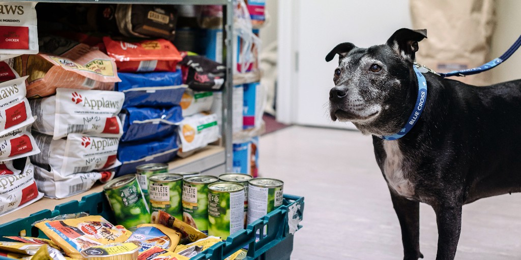 Blue Cross (@The_Blue_Cross) / Twitter Blue Cross (@The_Blue_Cross) / Twitter
