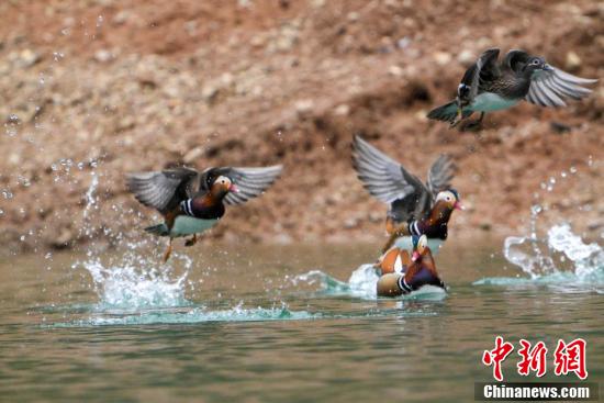 #ChinaCanvas A flock of mandarin ducks wade in the turquoise waters of ...