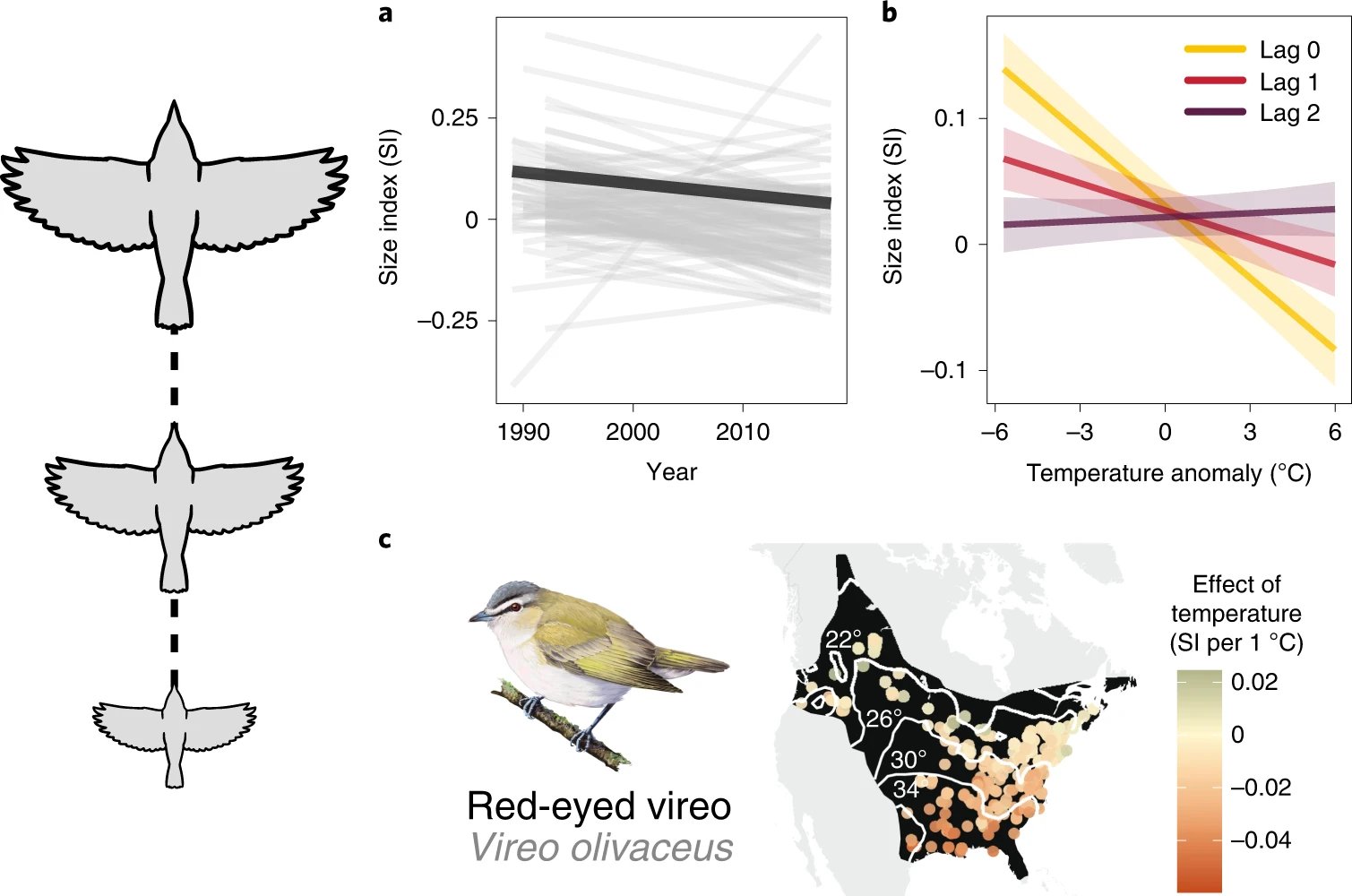 Variation In Birds