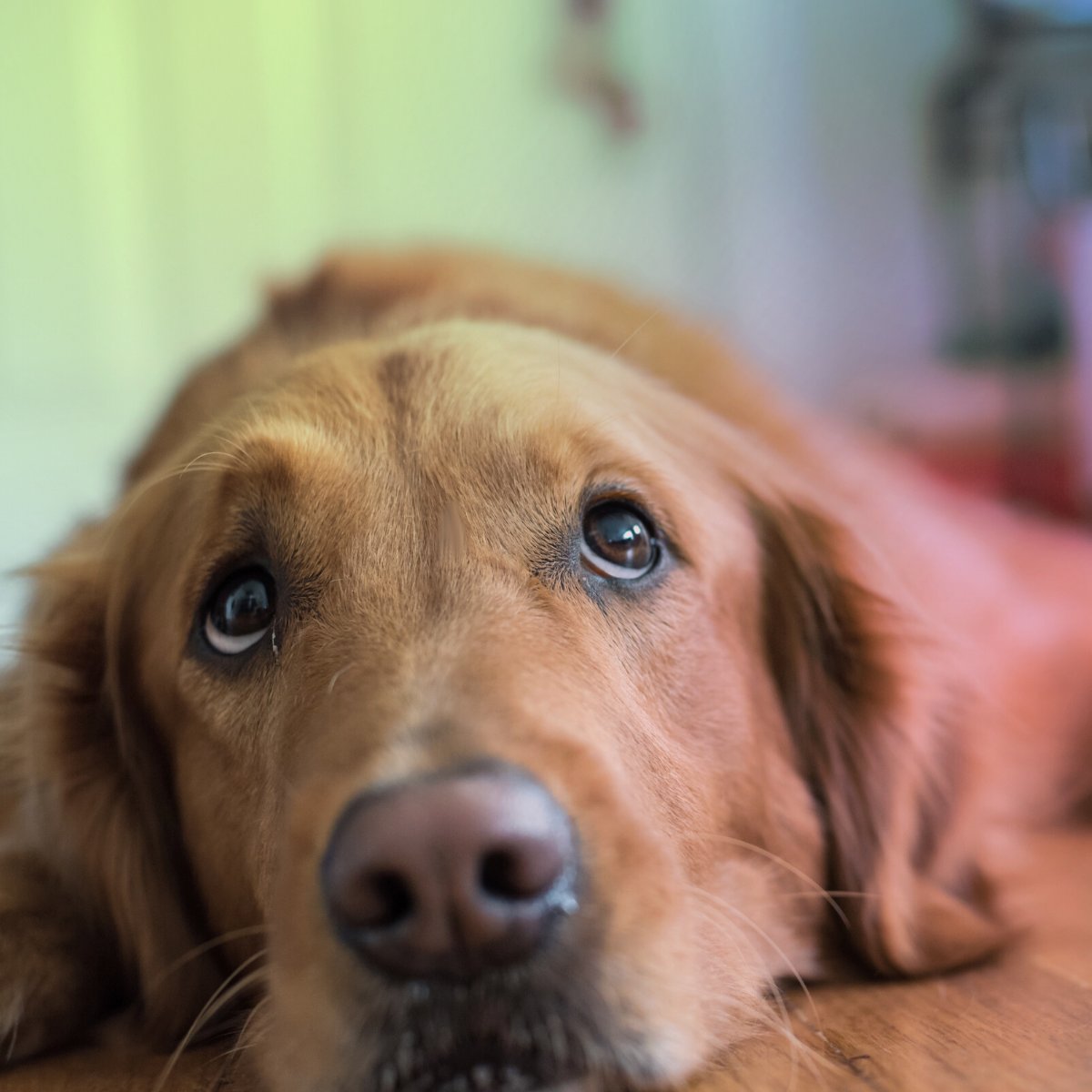 How Do I Make My Dog Feel Relaxed