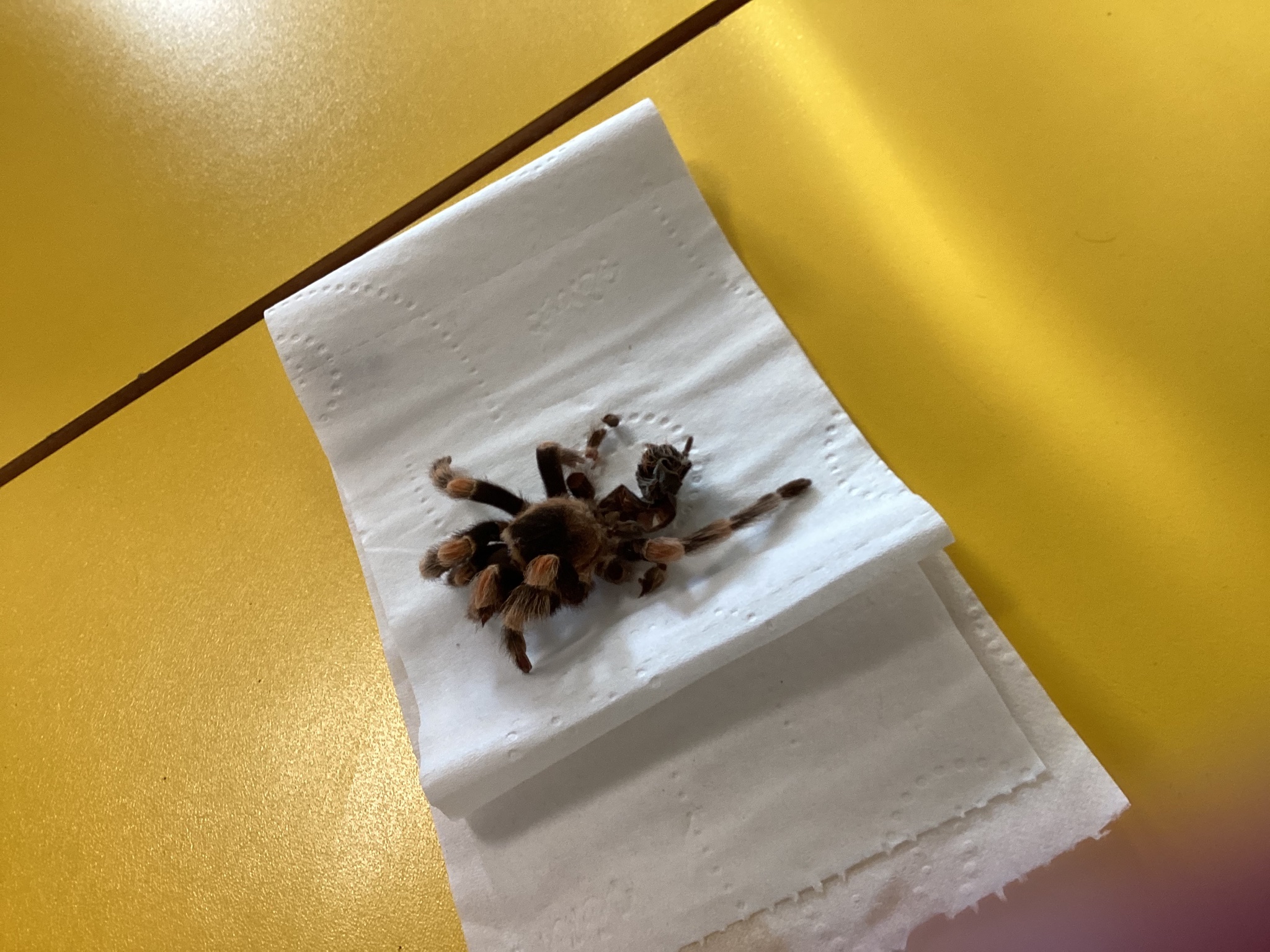 Wellspring Academy Trust on Twitter: "😱Halloween seems to be hanging around at @LPAcademy16! 🕷️🕸 ...