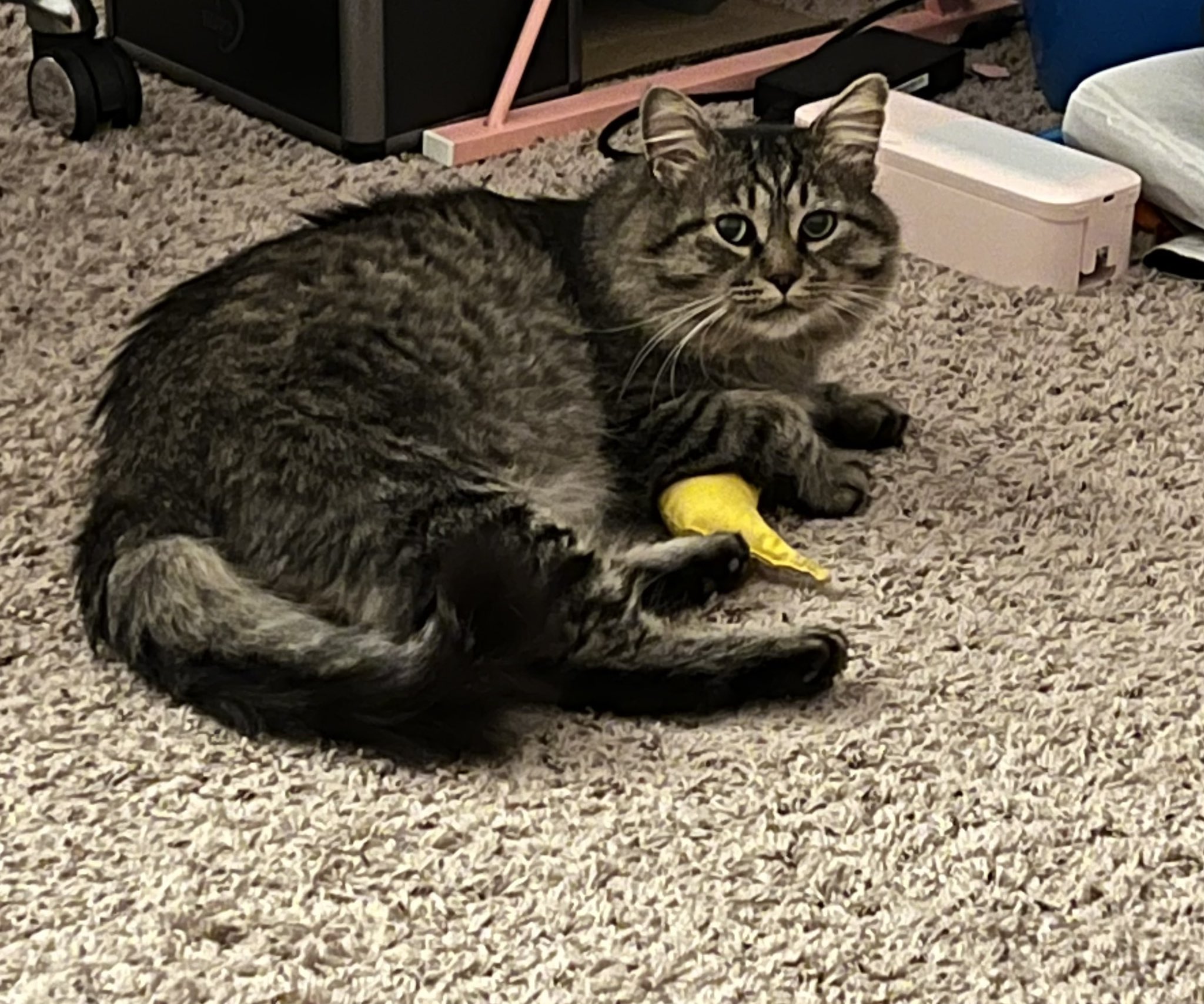 Minerva | Artist Vtuber | on Twitter: "5:30am, post Orion. https://t.co/Ii89upGfEF" / Twitter