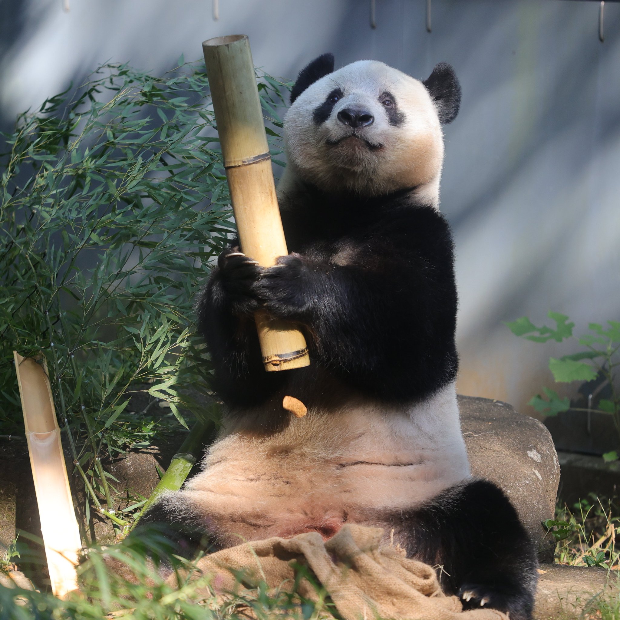 つぶあん on Twitter: "ペレット出た！ #上野動物園 #panda #シャンシャン #xiangxiang #香香 https://t.co/HyCEVzoh0H" / Twitter