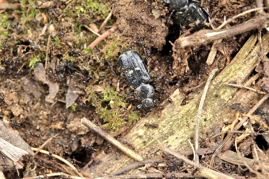 coll.col on Twitter: "今年は捕食シーンも見てよかった。 https://t.co/us1ZqGrkzb" / Twitter