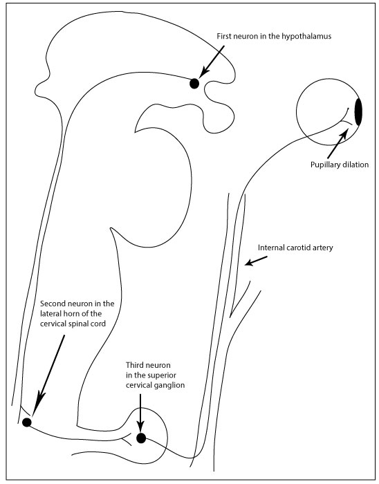 Through the eyes!!! “ocular reflexes are the simplest ocular motor ...