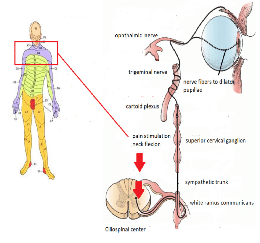 Through the eyes!!! “ocular reflexes are the simplest ocular motor ...