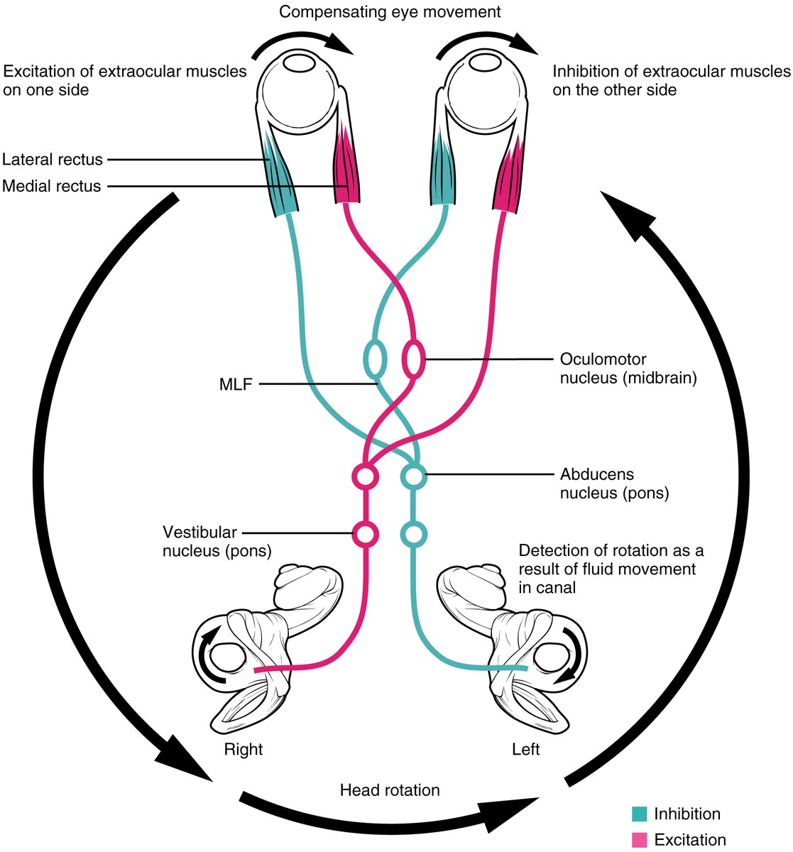 Through the eyes!!! “ocular reflexes are the simplest ocular motor ...