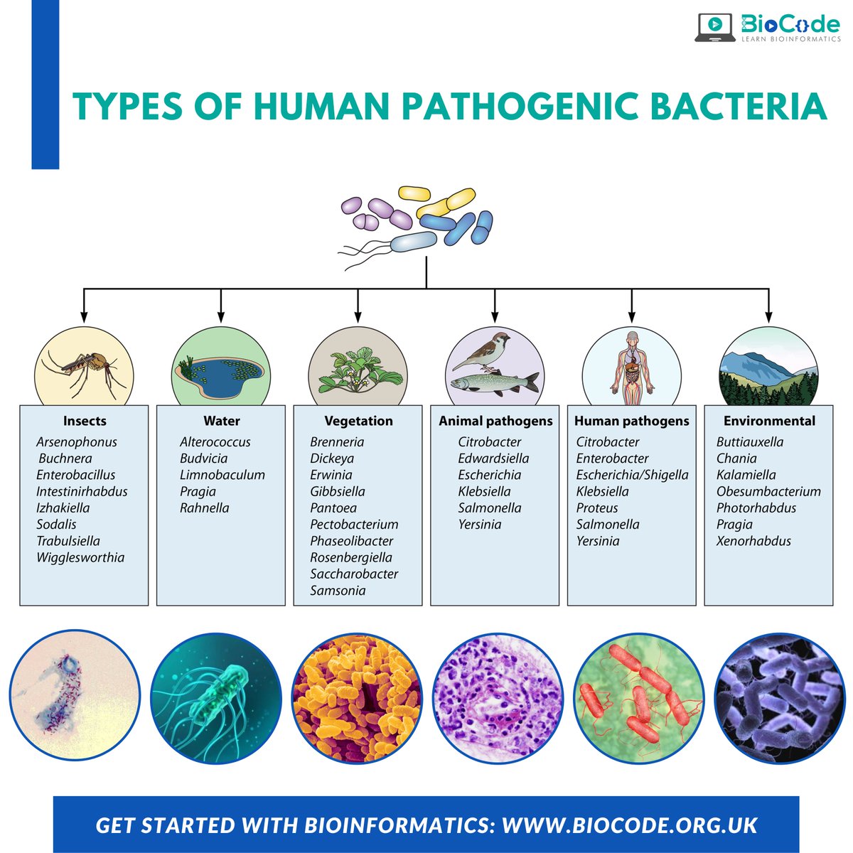 BioCode on Twitter: "There are various different types of #bacteria found in insects, water ...