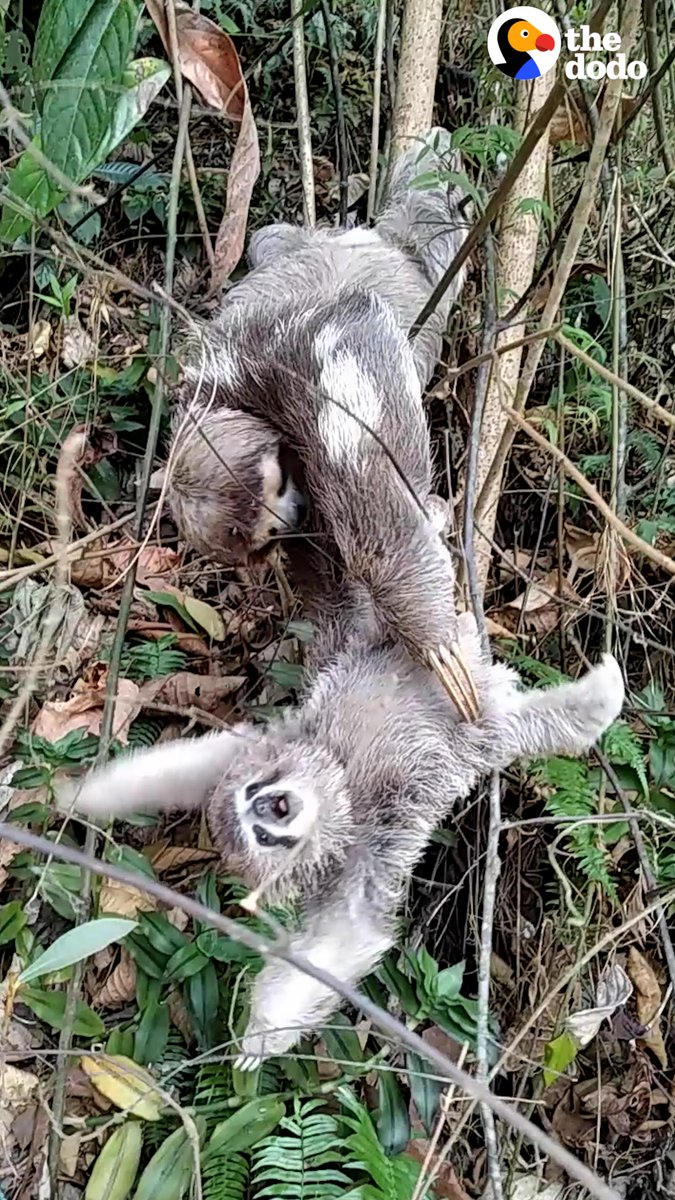 Wait until this mama sloth smiles at the camera as she takes her lost ...