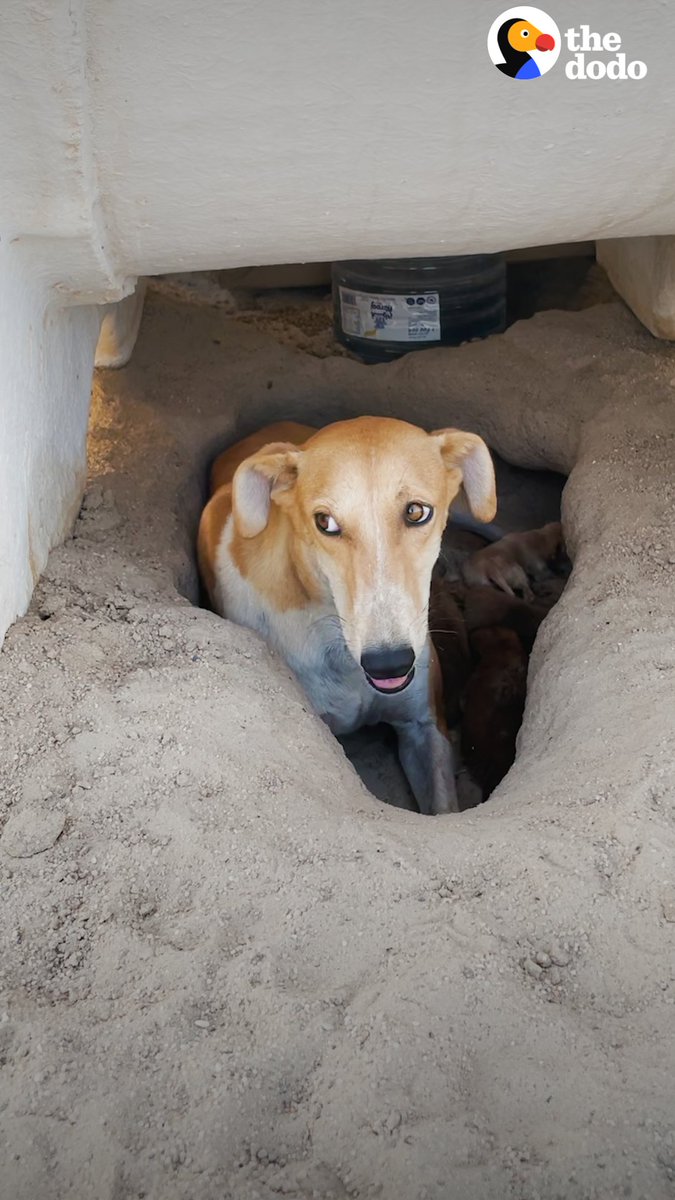 Mama dog was protecting her puppies in the middle of a 122-degree ...