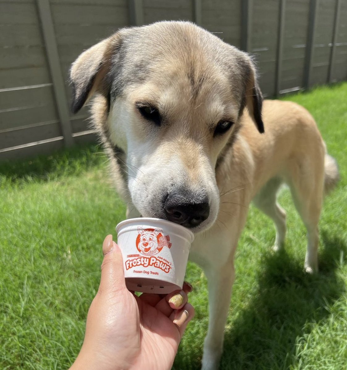 Can Puppies Have Frosty Paws