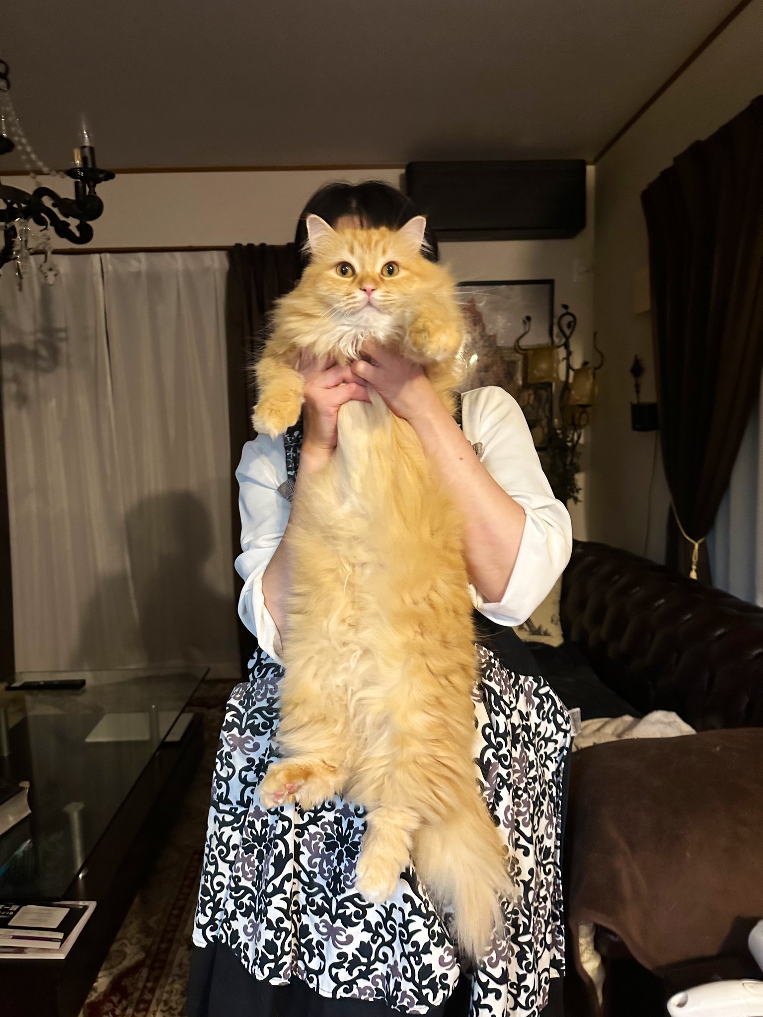 ネコランド on Twitter: "『今日の晩御飯、汁物ないね〜』と言ったら嫁氏が席を立ち『はい！お吸い物！』と言って持ってきて米吹いた。 https://t.co/GCqldKc7q9 ...