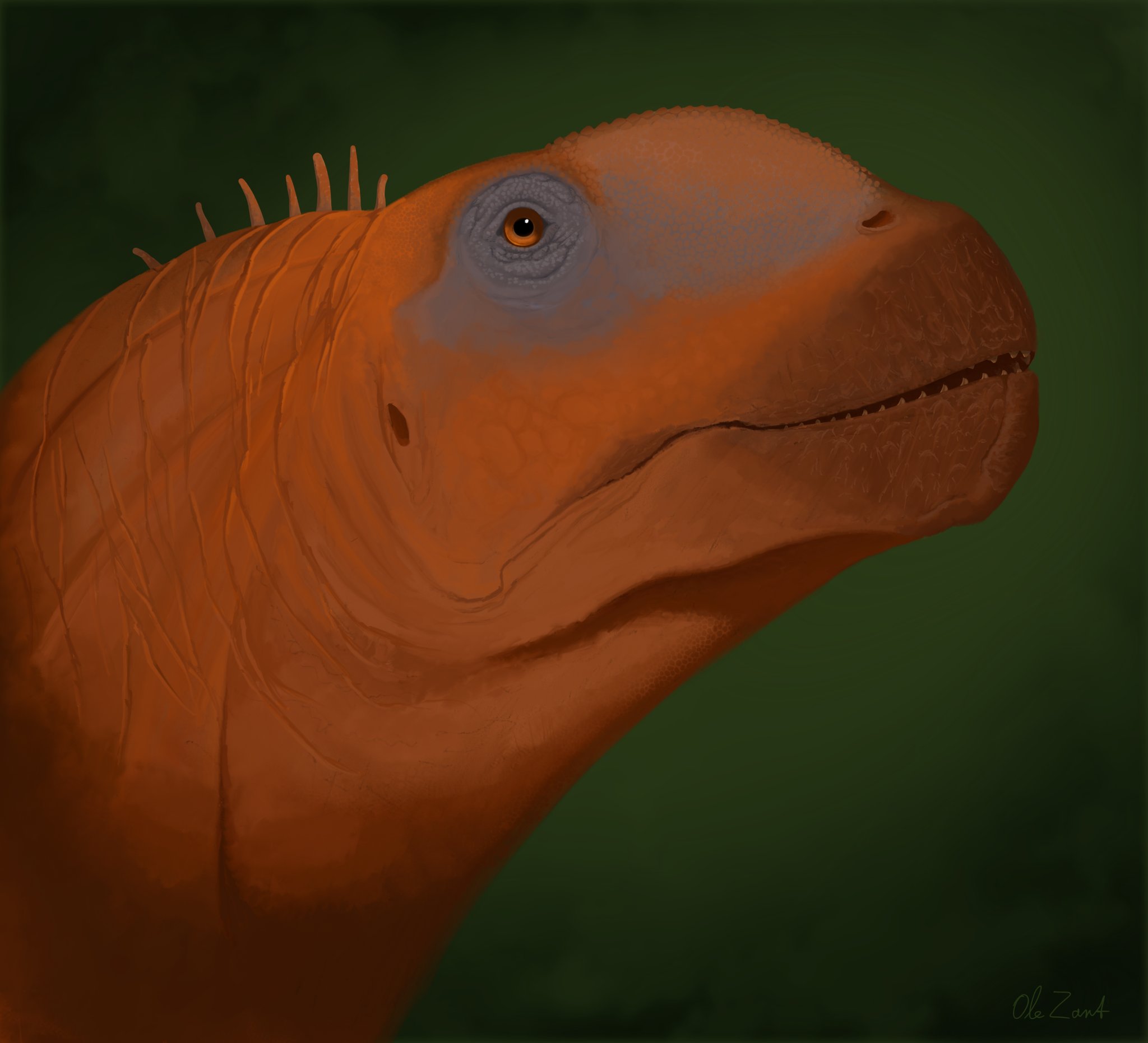 Camarasaurus Head