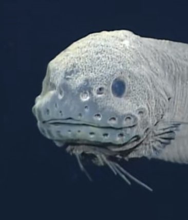 Stupid Looking Fish