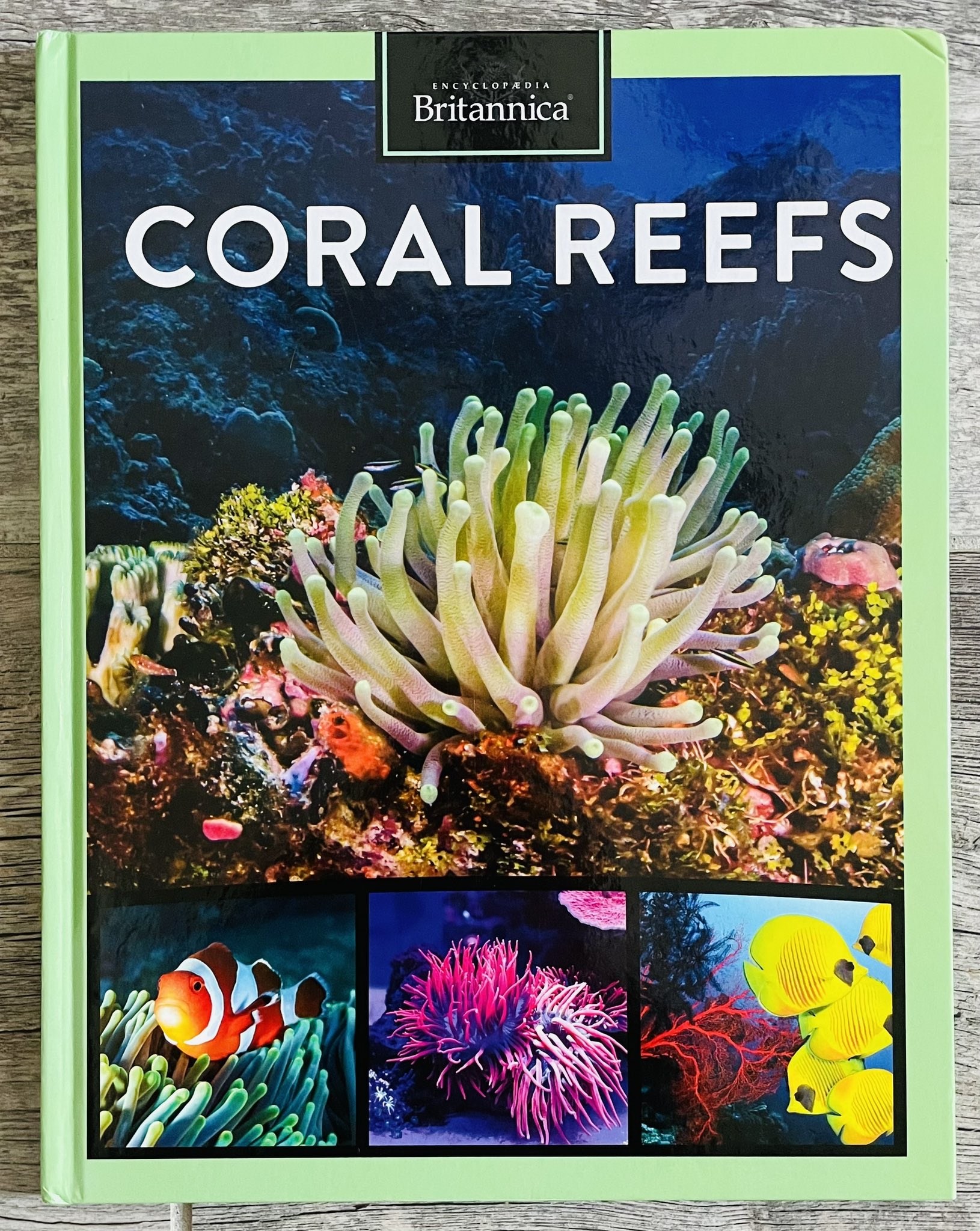 Patch Coral Reef
