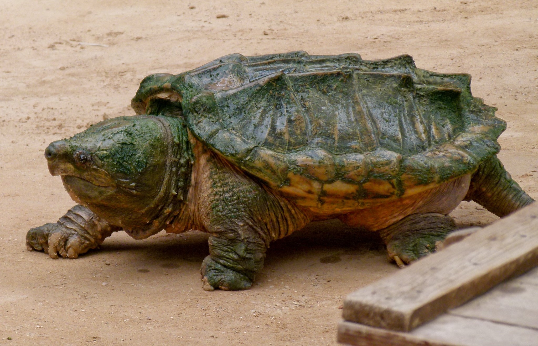 Alligator Snapping Turtle Bite Force Alligator Snapping Turtle Bite Force