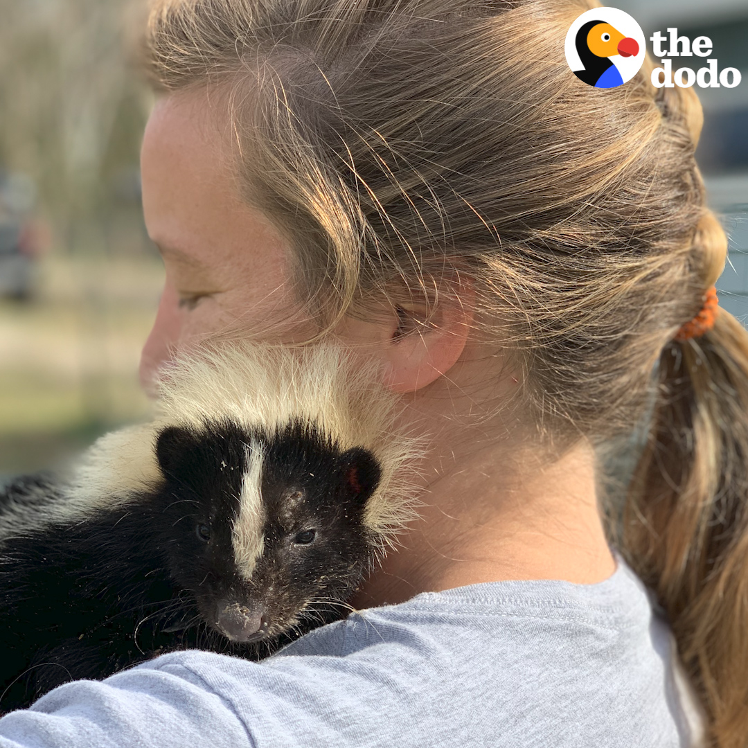 Watch this injured little skunk get strong enough to wrestle with his ...