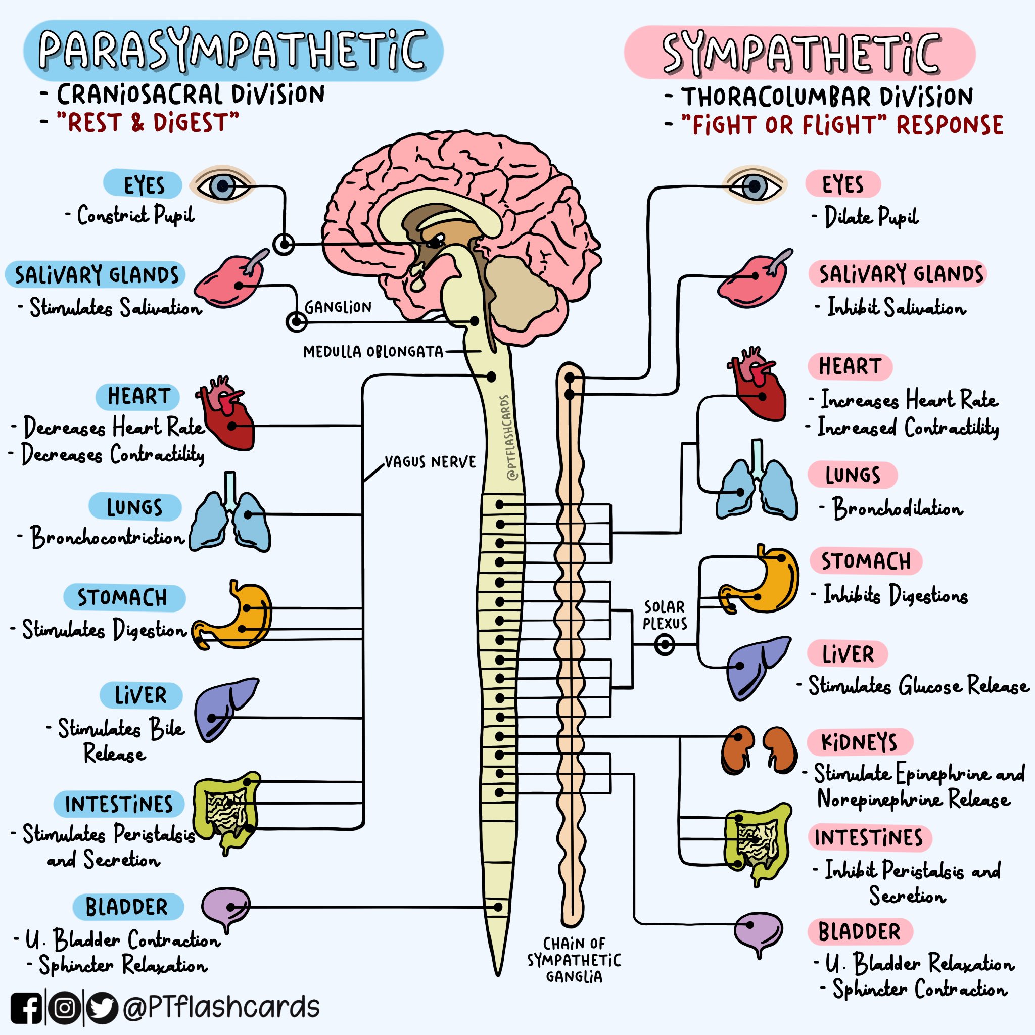 Parasympathetic Vs Sympathetic