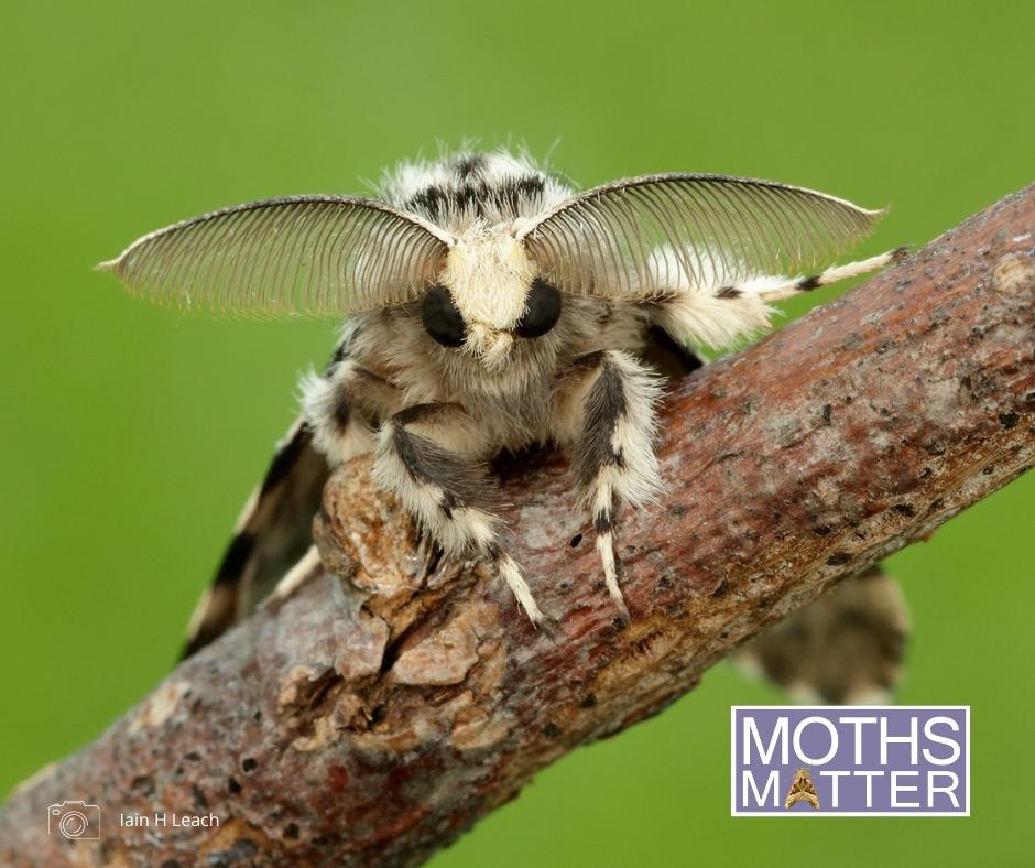 Fuzzy Moth