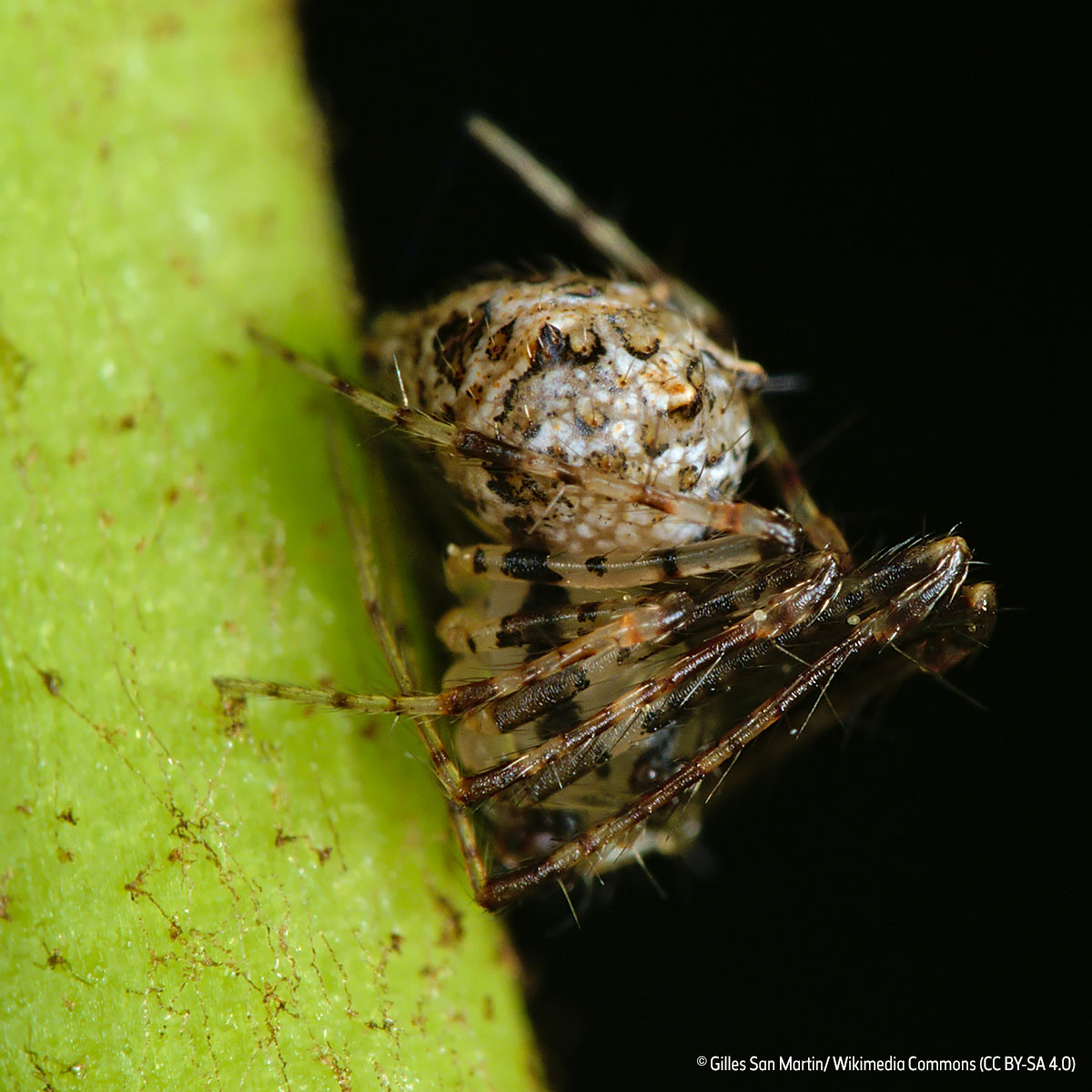 Natural History Museum on Twitter: "But not all spiders make webs to catch prey. Pirate spiders ...