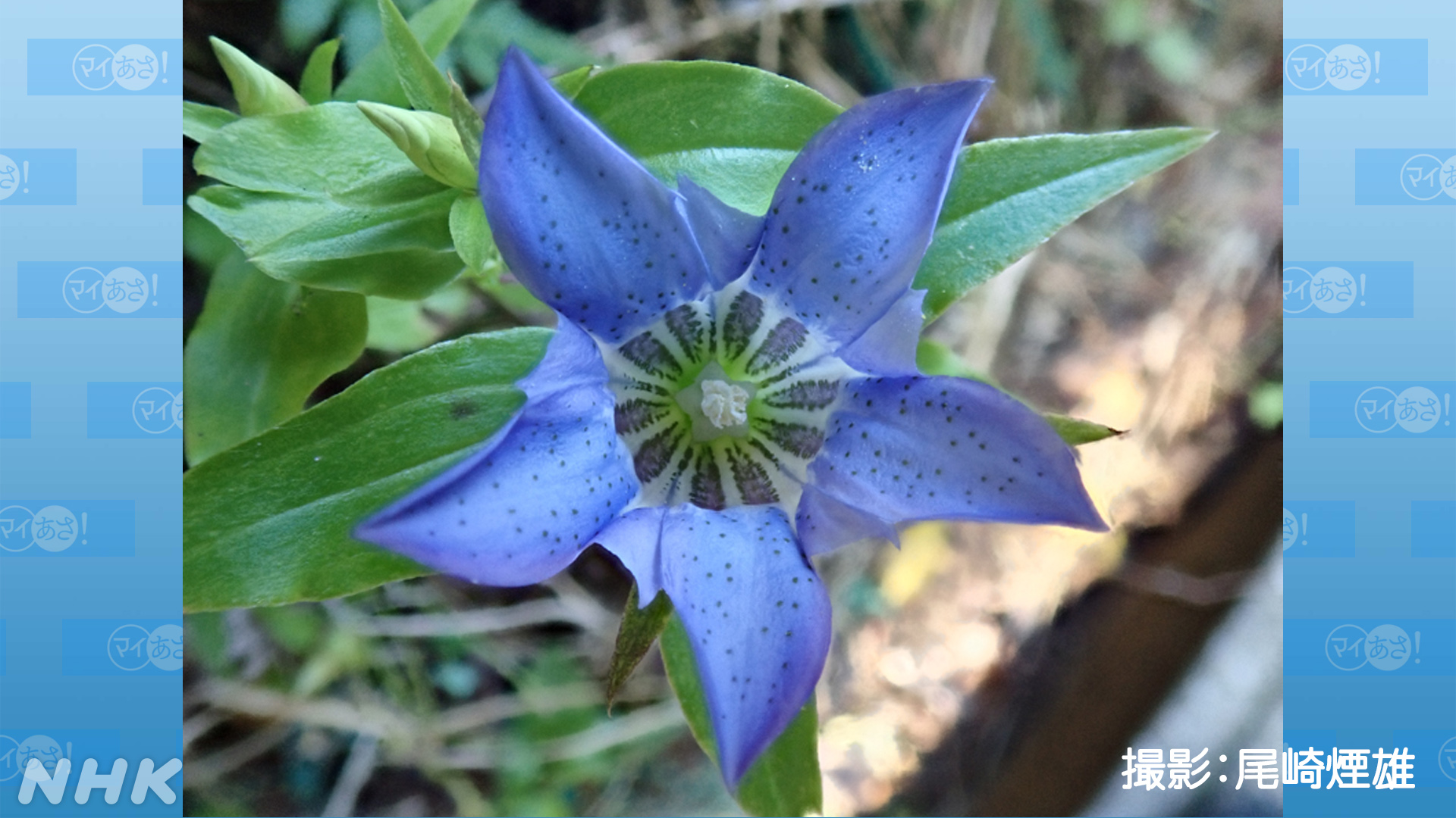 NHKラジオニュース on Twitter: "#マイあさ リンドウの内側は複雑な模様で、万華鏡のようです。 https://t.co/2QC7sSicOO https://t.co ...