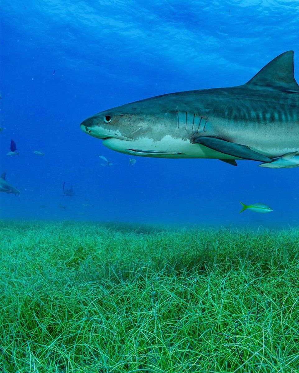 Project Seagrass On Twitter Tiger Sharks The Largest Apex Predator In Tropical Seas Have