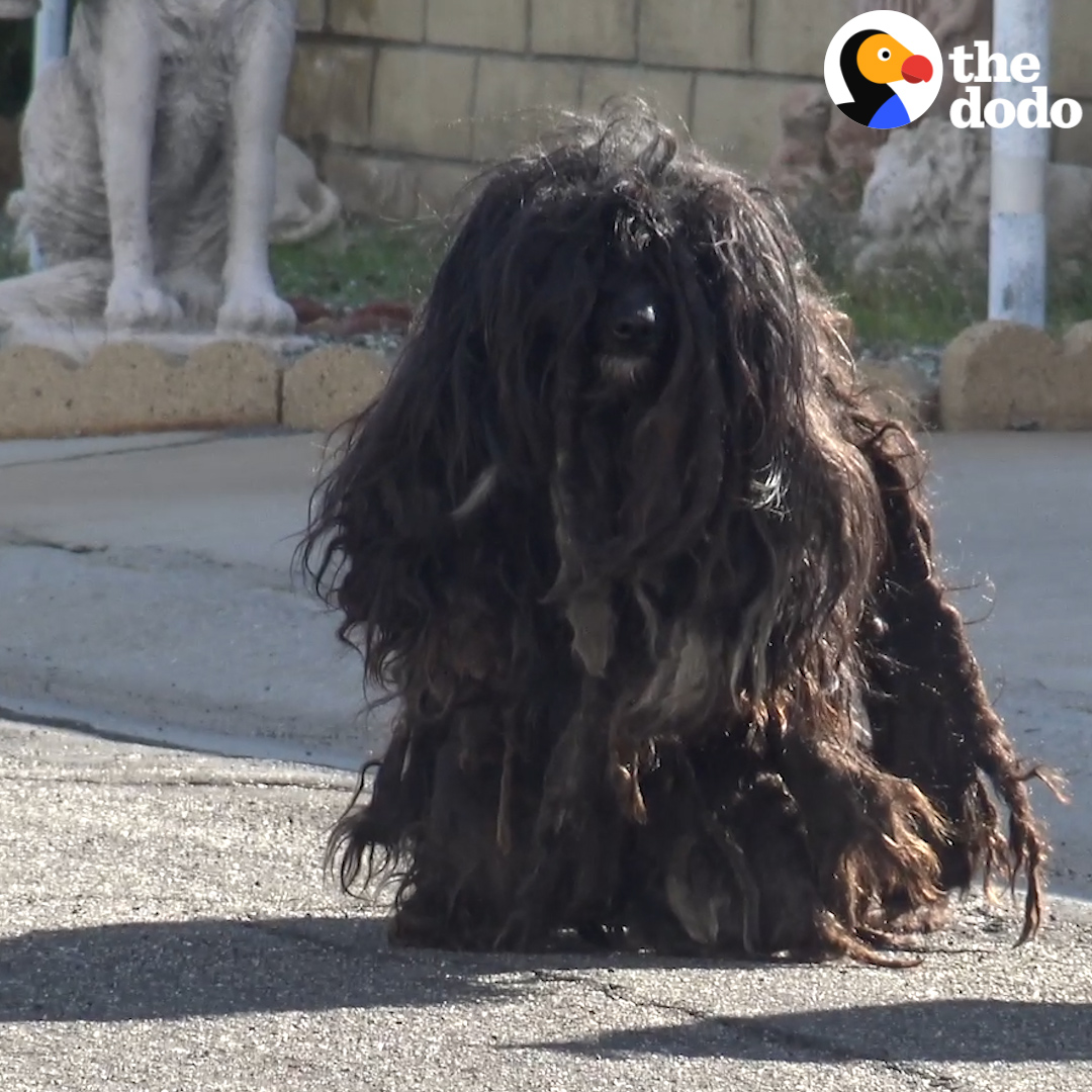 Watch this matted dog transform into the happiest tiny pup 💞 ...