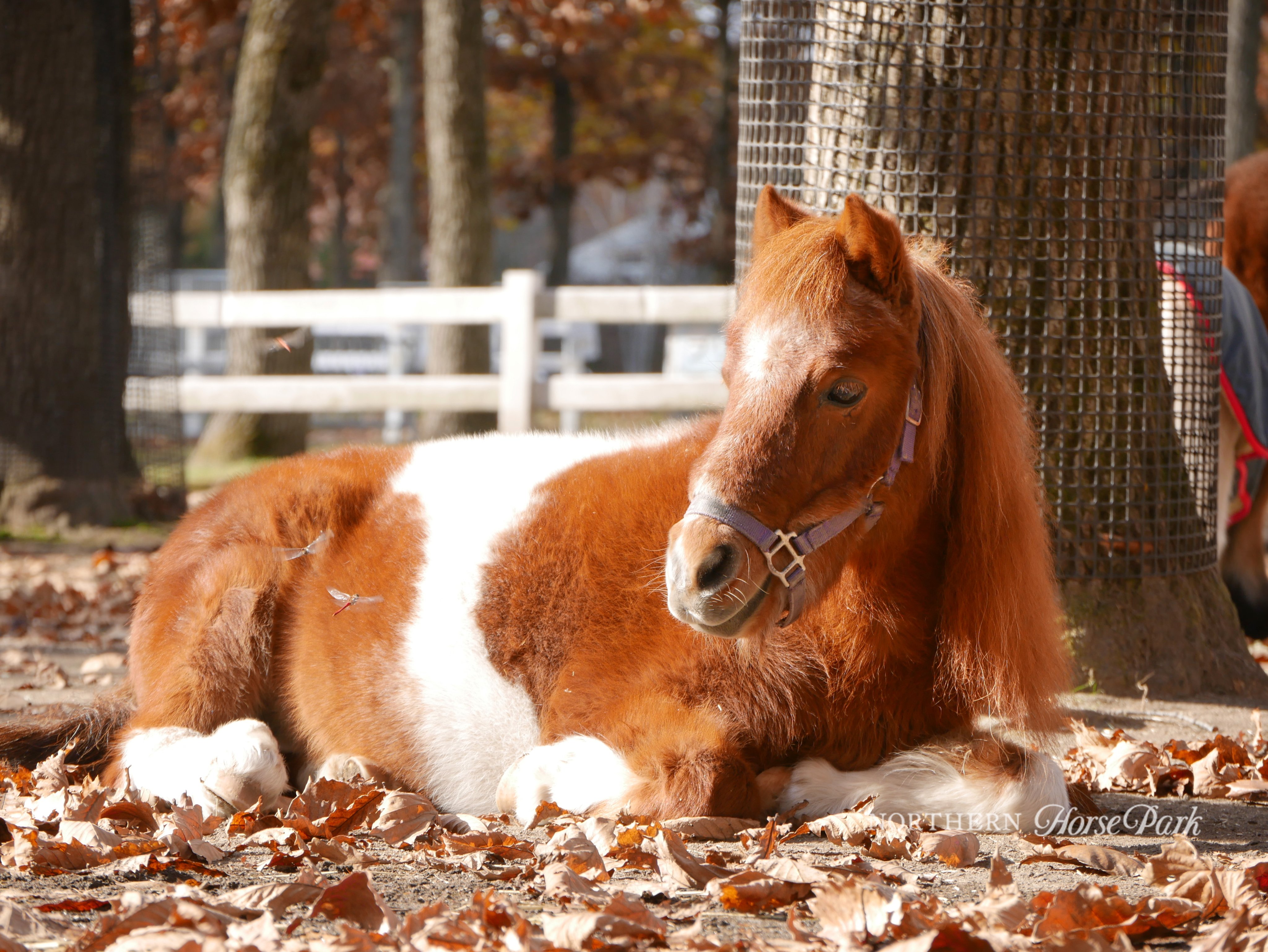 @ccc_mofu/🐎 うまぴょい 🐎 / Twitter