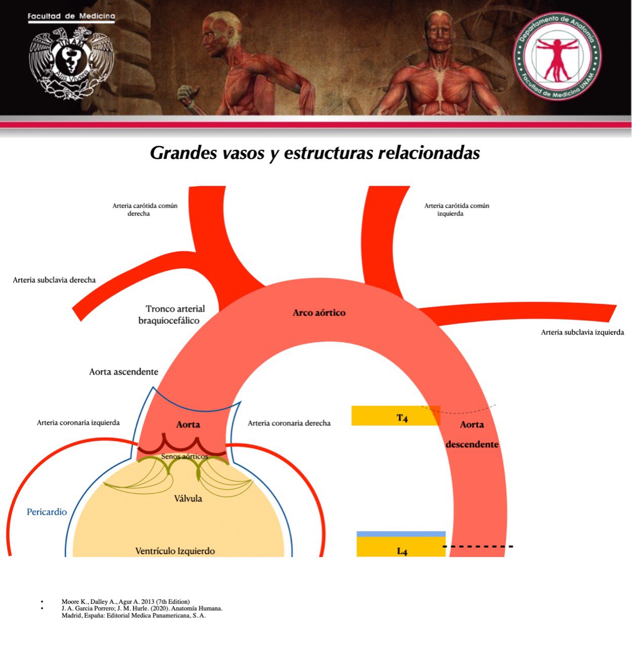 Anatomia FacMed on Twitter: "Aorta https://t.co/Pnm0ygBPcW" / Twitter