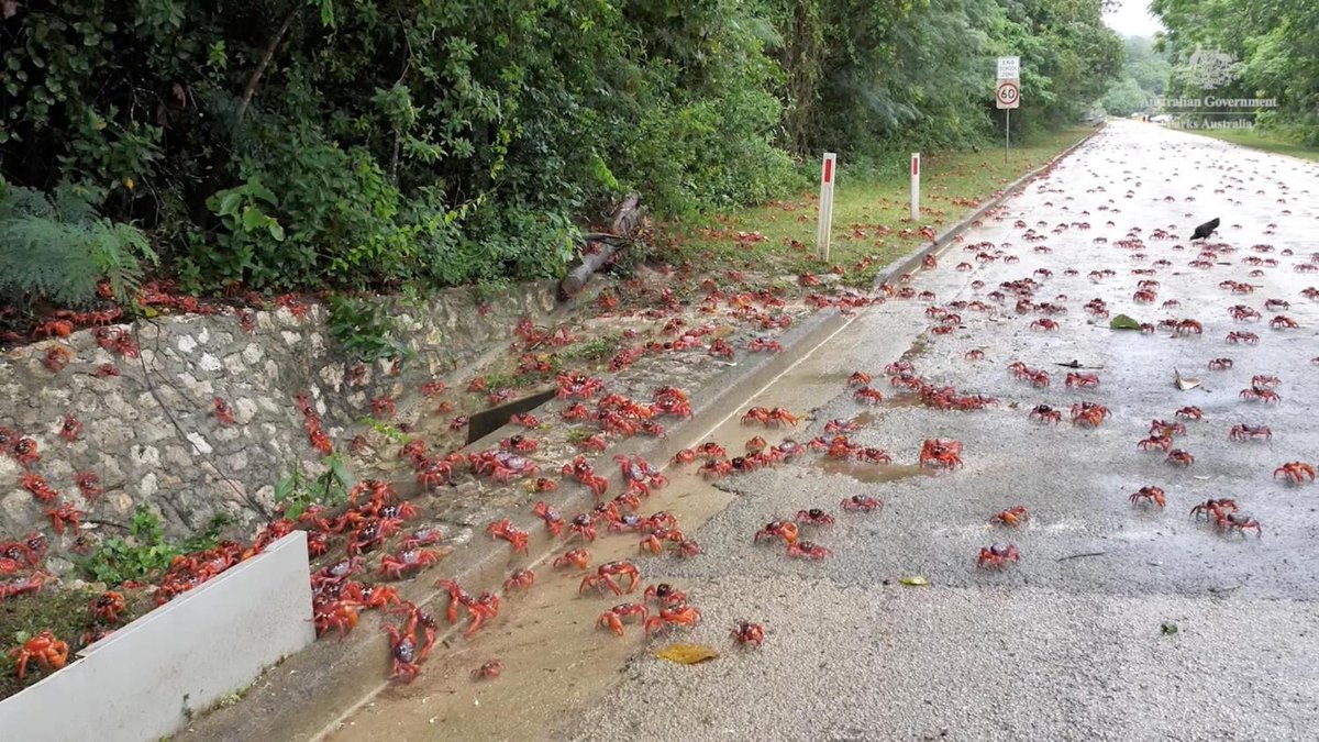 Rappler on Twitter: "RED CRABS OF CHRISTMAS ISLAND 🦀 Footage shared by Parks Australia showed ...