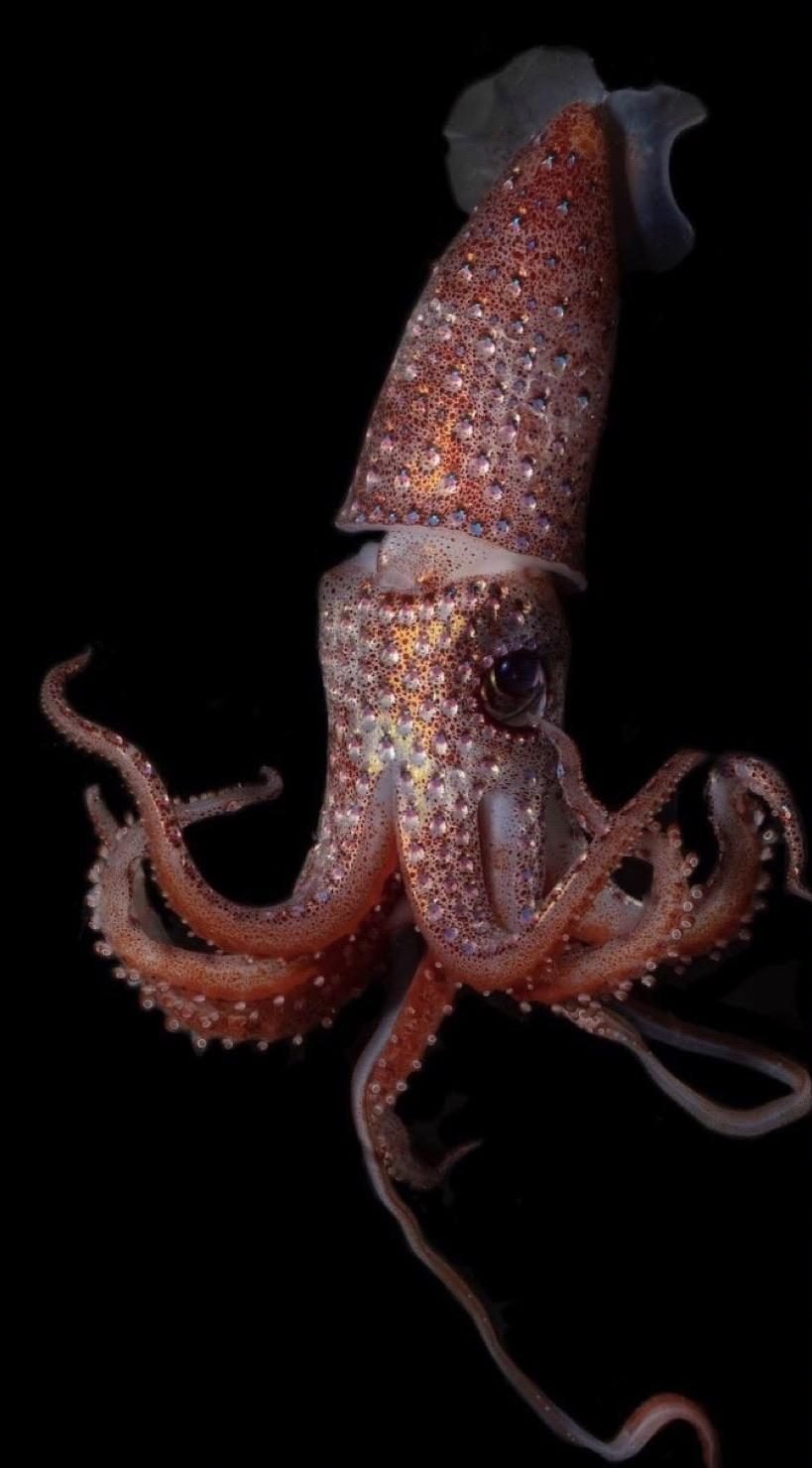 POPTime on Twitter: "A Histioteuthis Heteropsis, mais conhecida como "Lula de Morango", foi ...