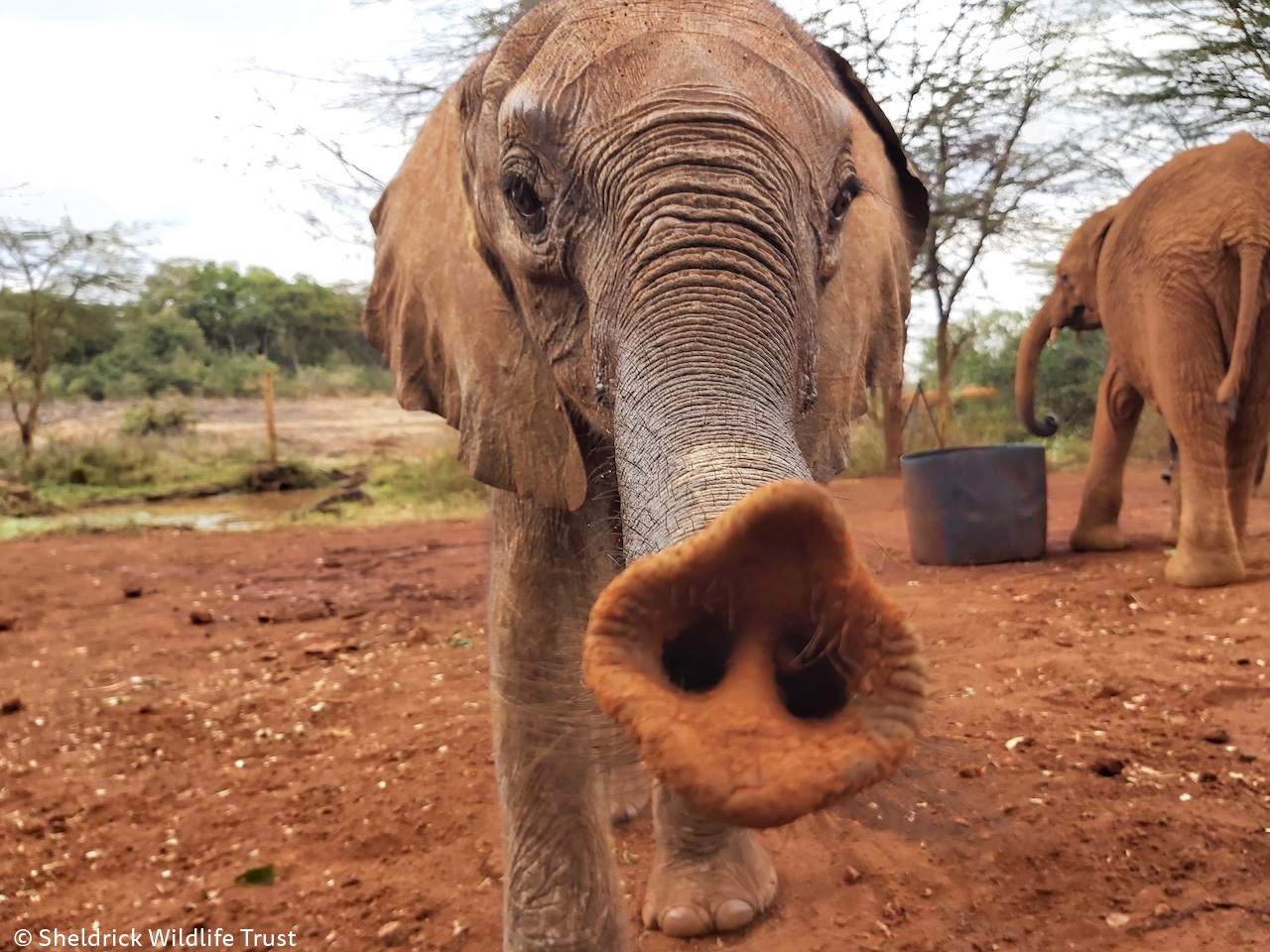 African Elephant Trunk Fingers