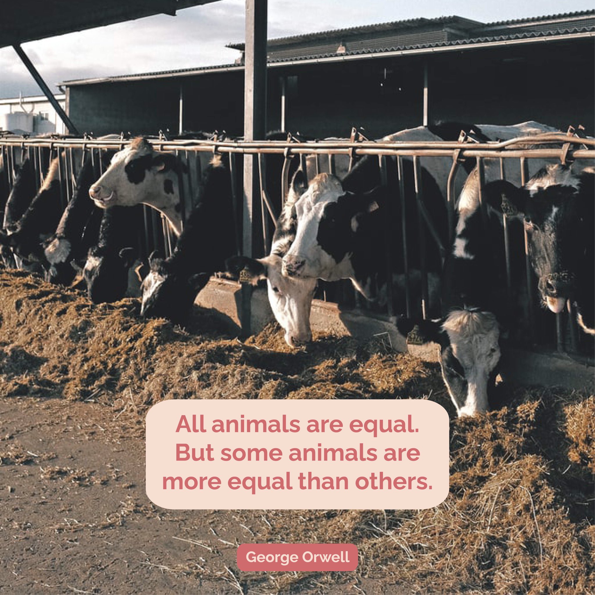 Animal Farm Plot Quotes 10 Equal Quotes From Animal Farm, By George